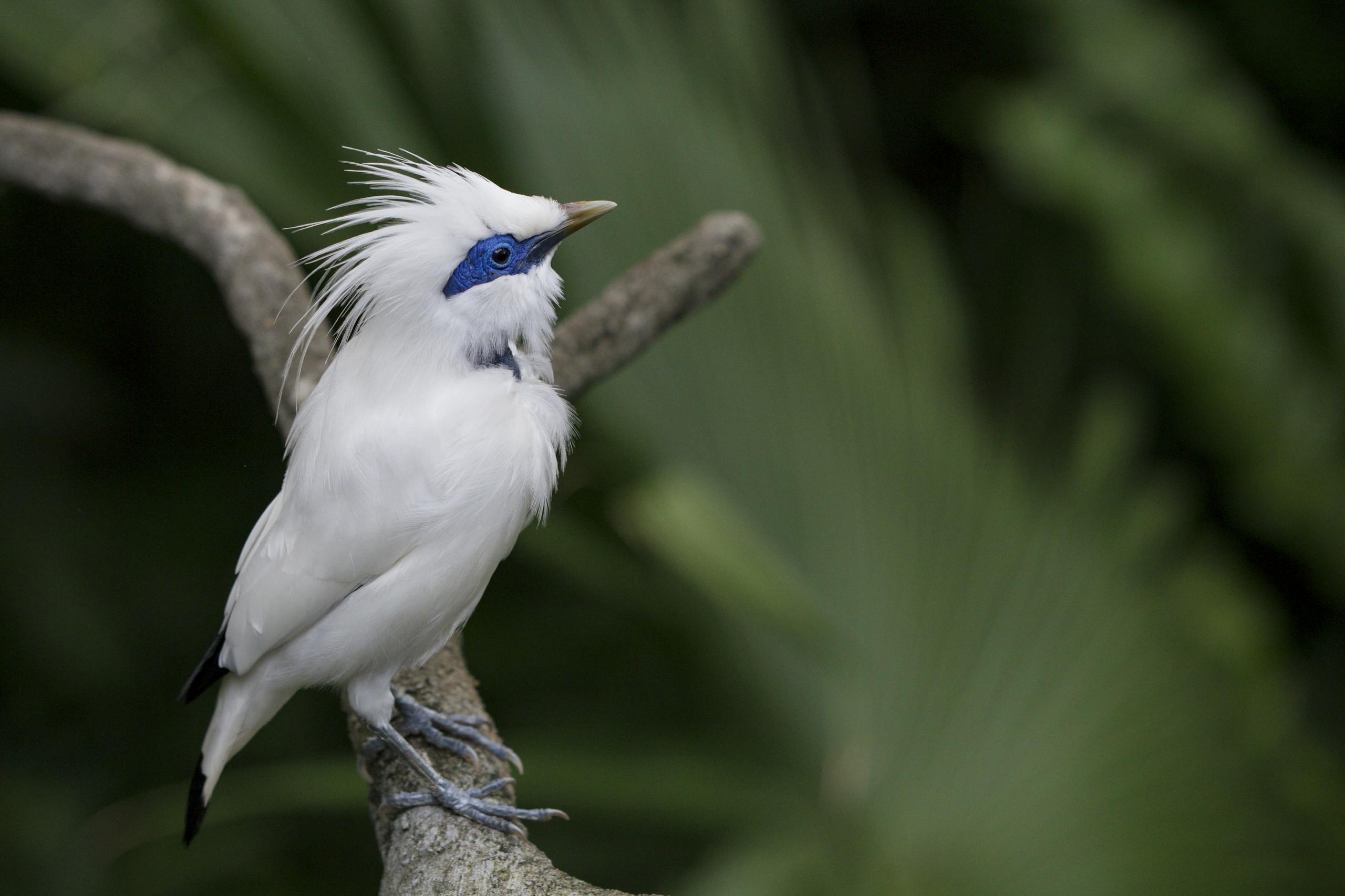 Meraki Birds of the World - Meraki Learning Studio™